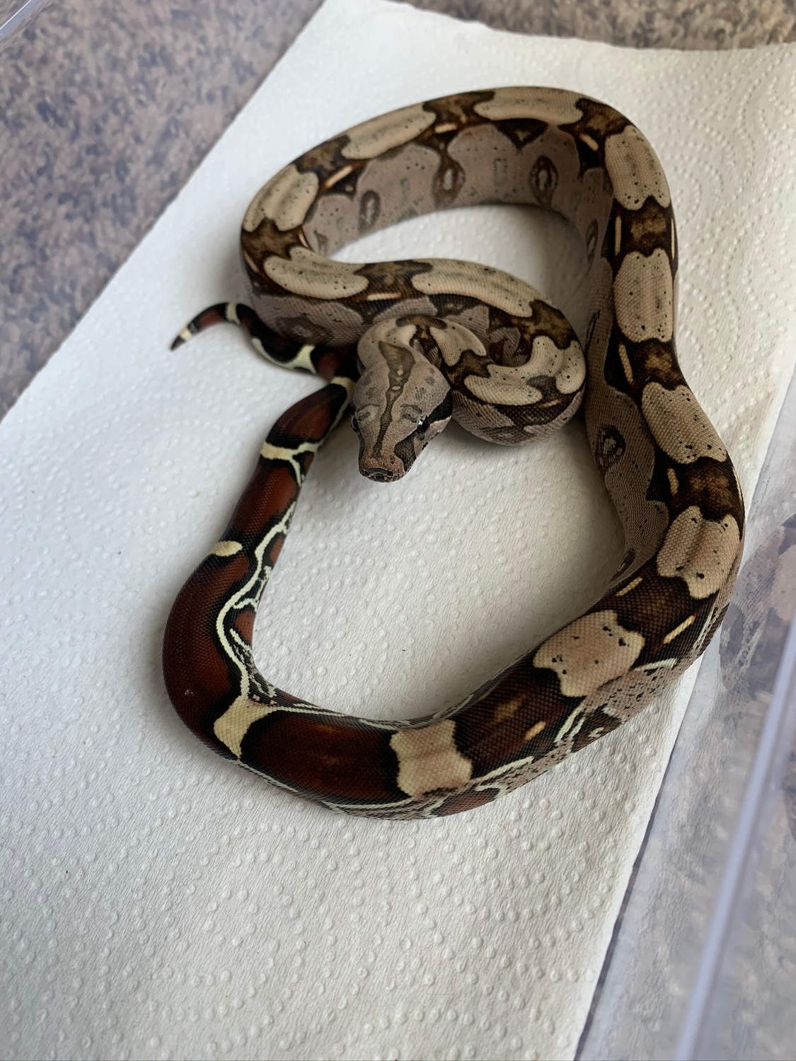 Suriname Boa Constrictor 104 True Red-tailed Boa Constrictor by Cen Cal ...