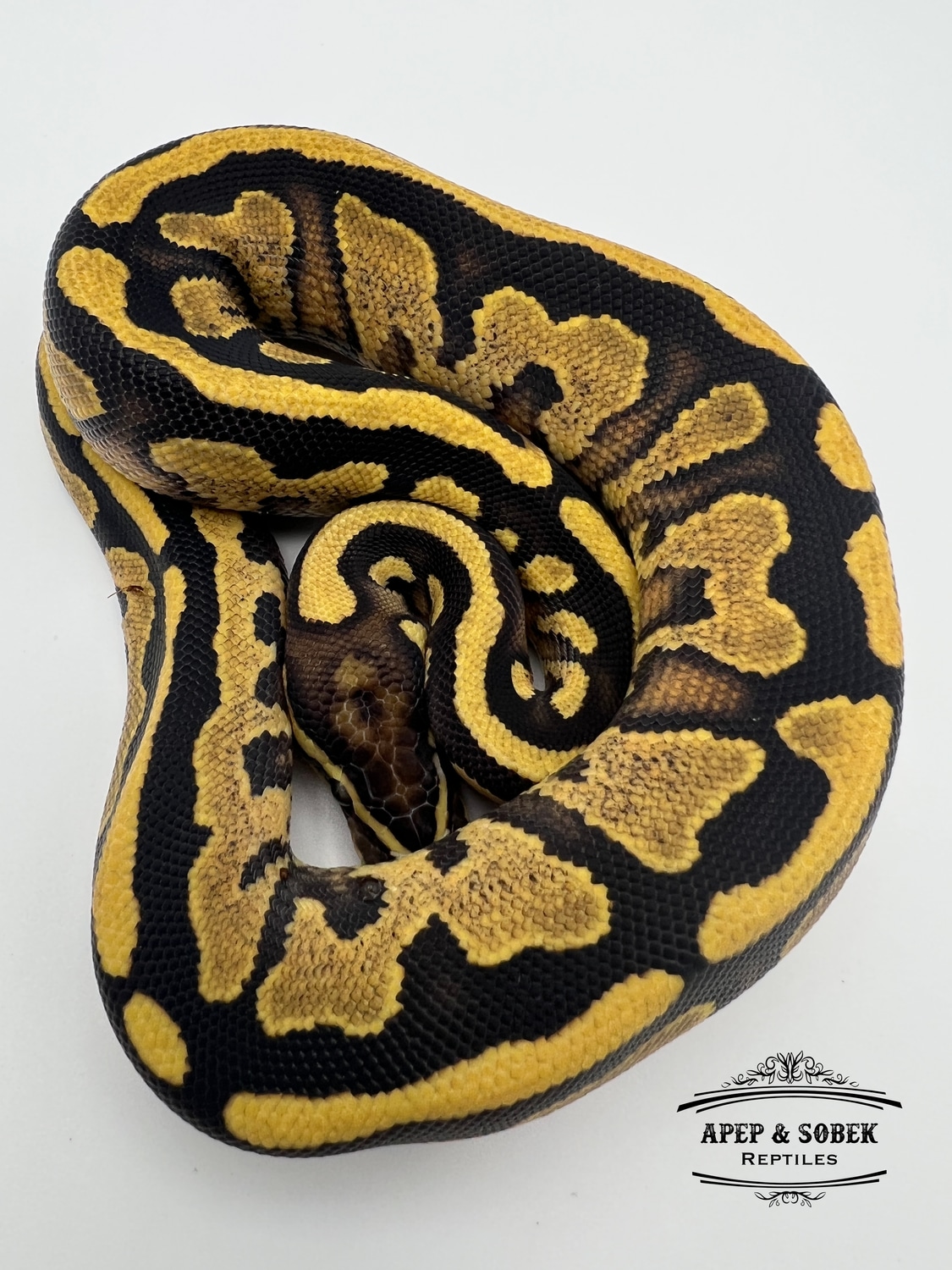 Fire Yellow Belly Het Desert Ghost Het Pied Ball Python by Apep and Sobek Reptiles - MorphMarket