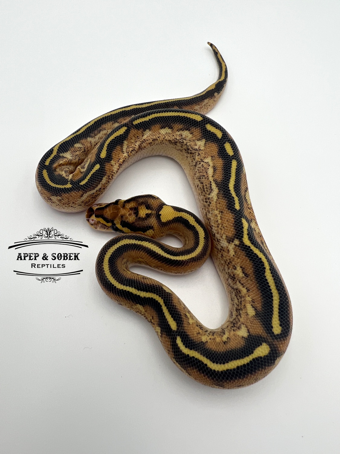 Spotnose Asphalt Yellow Belly (Freeway) Ball Python by Apep and Sobek ...