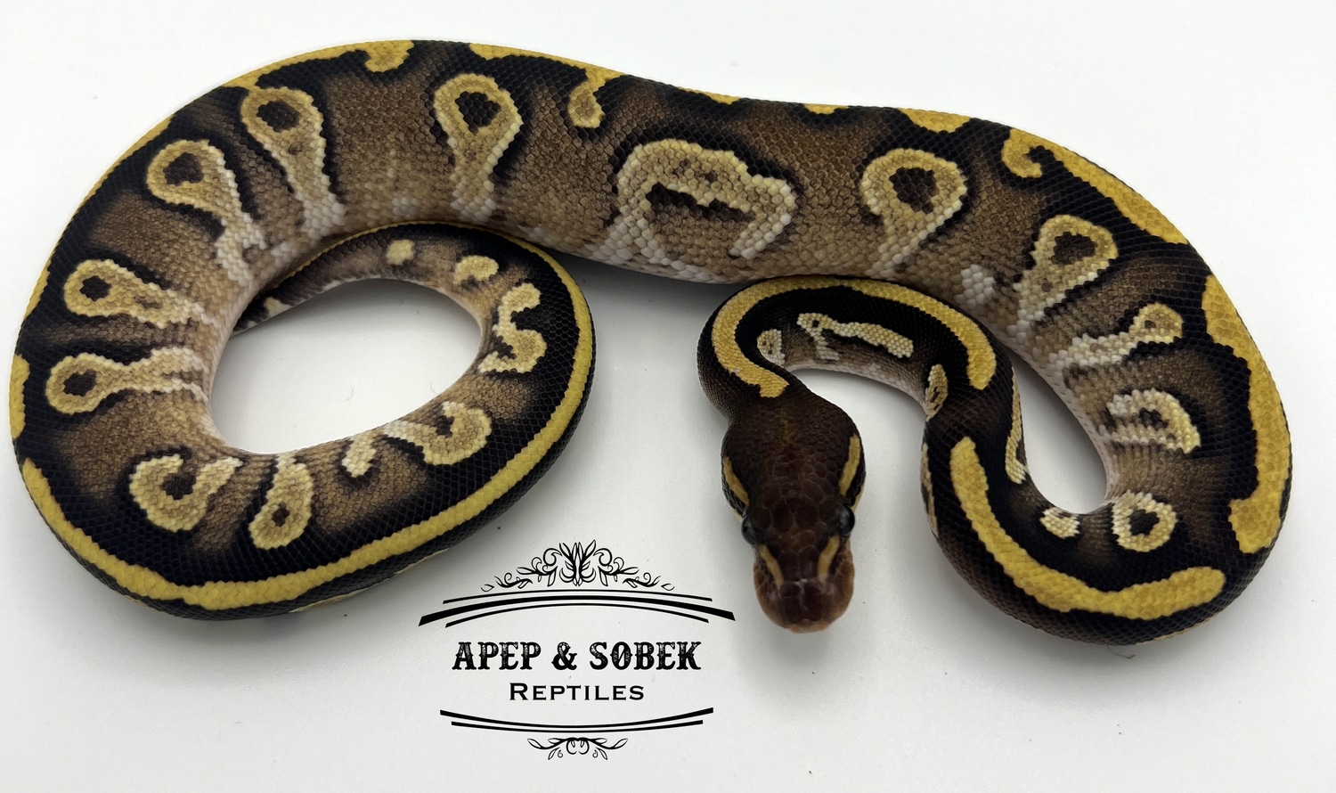 Blackhead Mojave Ball Python by Apep and Sobek Reptiles - MorphMarket