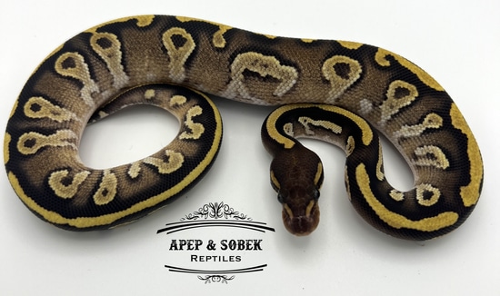 Blackhead Mojave Ball Python by Apep and Sobek Reptiles