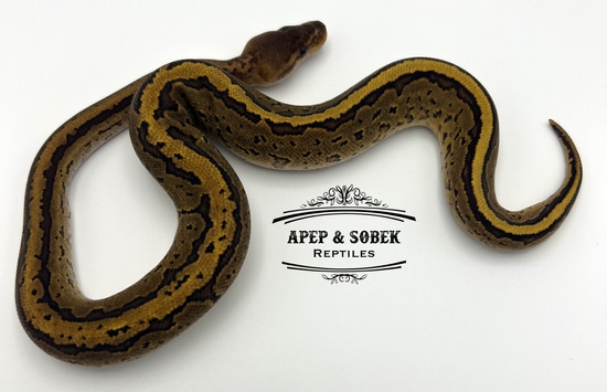 Blackhead Pinstripe Ball Python by Apep and Sobek Reptiles