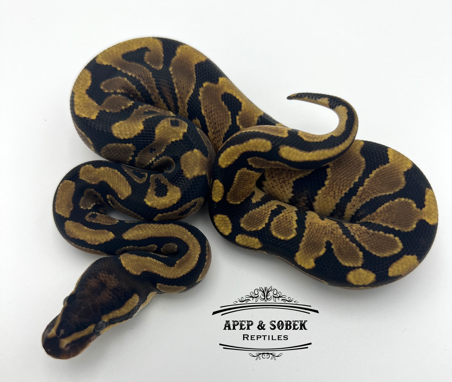 Het Desert Ghost Het Axanthic (TSK) Ball Python by Apep and Sobek ...