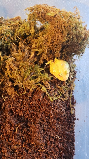 Pikachu Pacman Froglets by Extreme Pro Exotics LLC