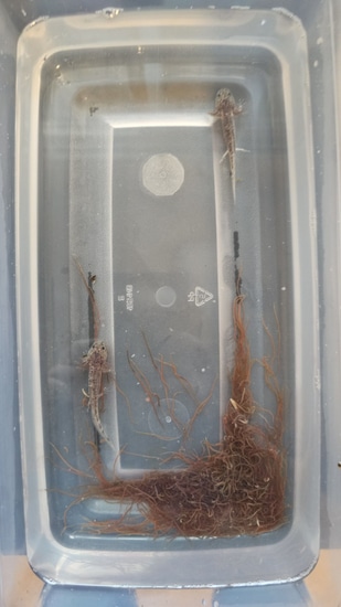 3.5" Copper Axanthic Axolotls by Extreme Pro Exotics LLC