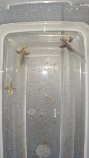 3" Copper Melanistic Axolotls by Extreme Pro Exotics