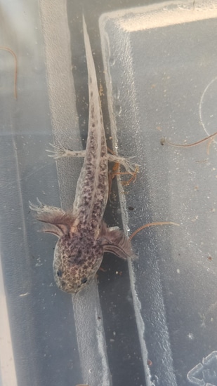 "Archer" 4" Copper Dark Axanthic Axolotl by Extreme Pro Exotics LLC