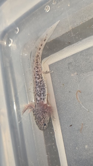 'Ash' 4" Dark Copper Axanthic Axolotl by Extreme Pro Exotics LLC