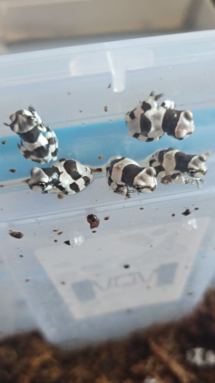 4 Pack Of Amazon Tree Frogs Mission Golden-Eyed Tree Frog by Extreme ...