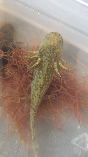 'Sparkles' 4" Super GFP Sunburst Wildtype Axolotl by Extreme Pro ...