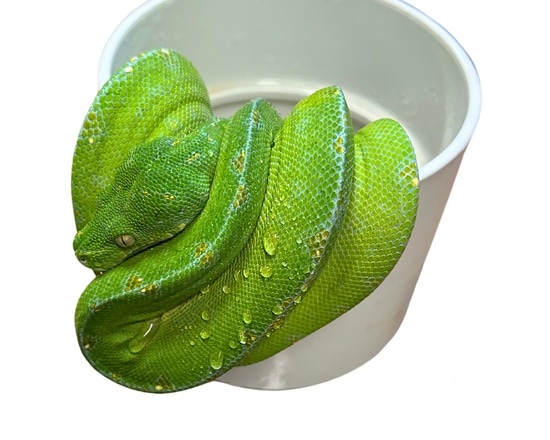 Jayapura Green Tree Python Adult Female by Extreme Pro Exotics LLC