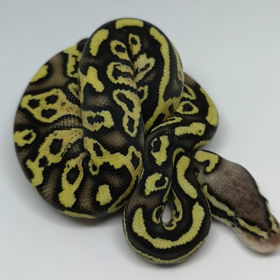 Hurricane Firefly Ball Python by Apex Exotics