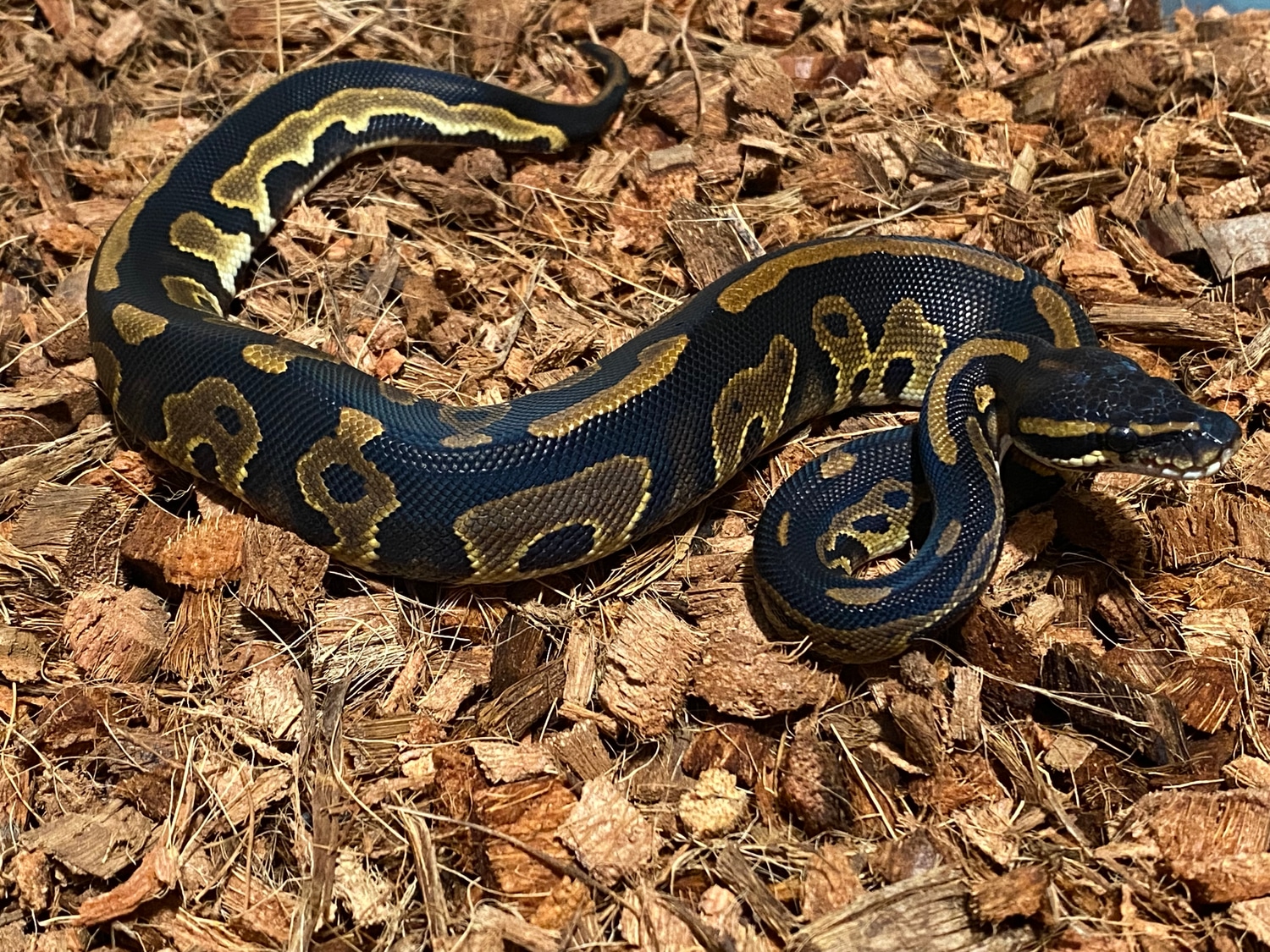 Blackhead Leopard 50% Het Piebald Ball Python by Apex Mutations ...
