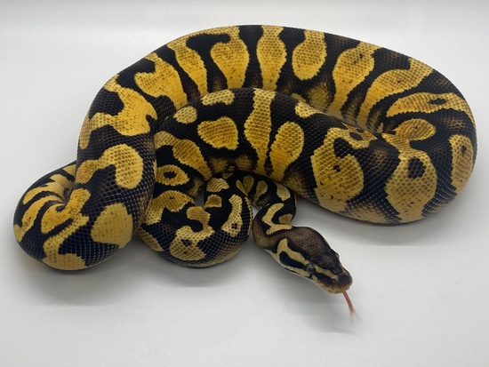 Yellowbelly Pastel Het Dreamsicle Ball Python by Apex Mutations