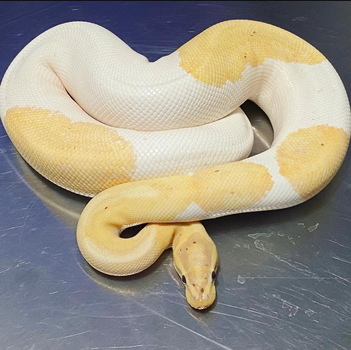 Breeder Banana Pied Ball Python by Apex Mutations - MorphMarket