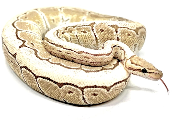 Desert Ghost Pinstripe BREEDER (Pos Het Cryptic) Ball Python by Apex ...