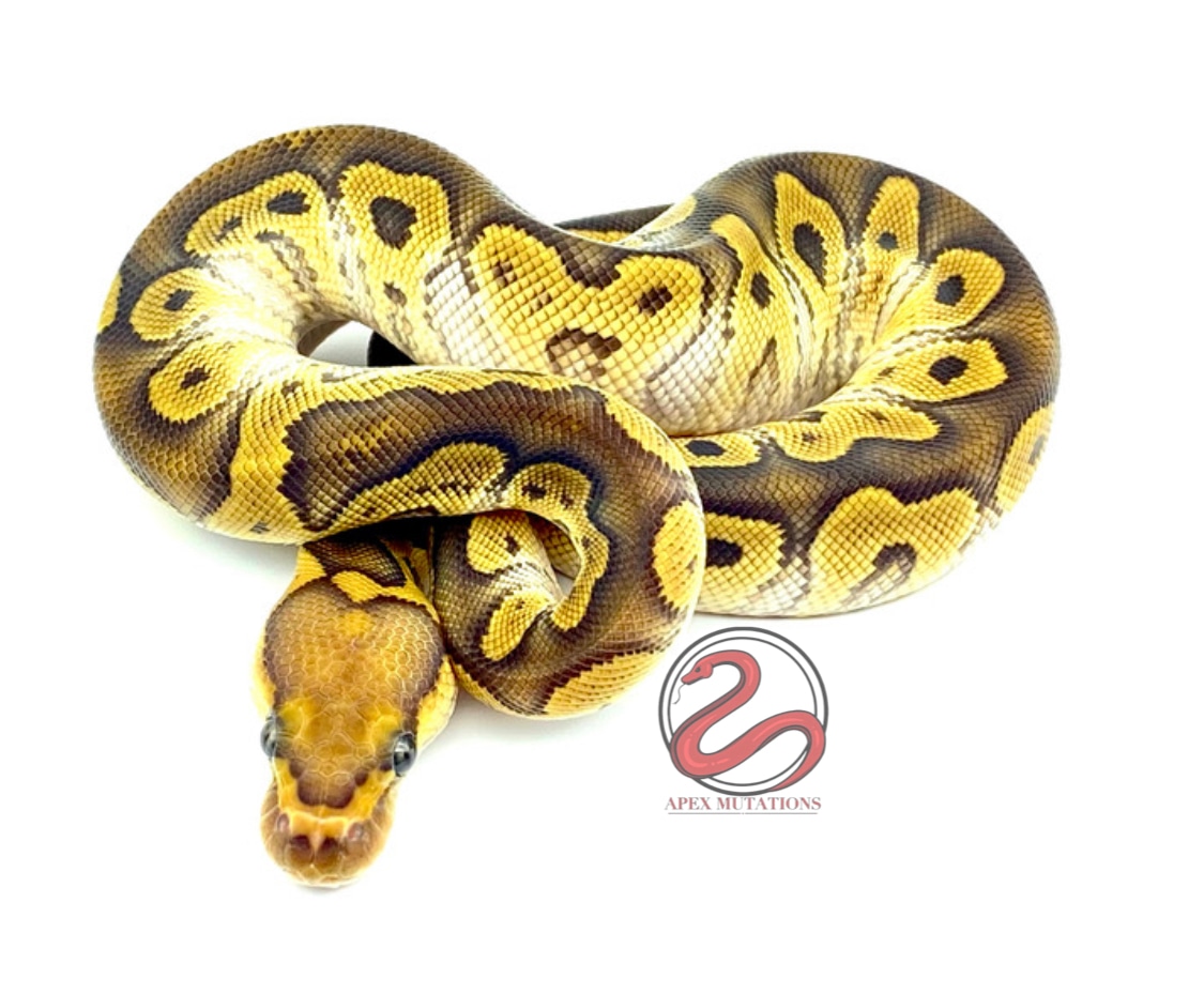 Mojave Clown Ball Python by Apex Mutations - MorphMarket