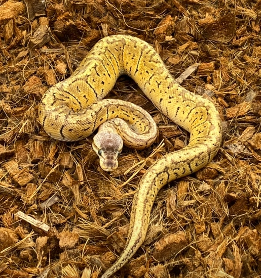 Grim Yellowbelly Pinstripe Pastel Pos Super Grim Ball Python by Apex ...