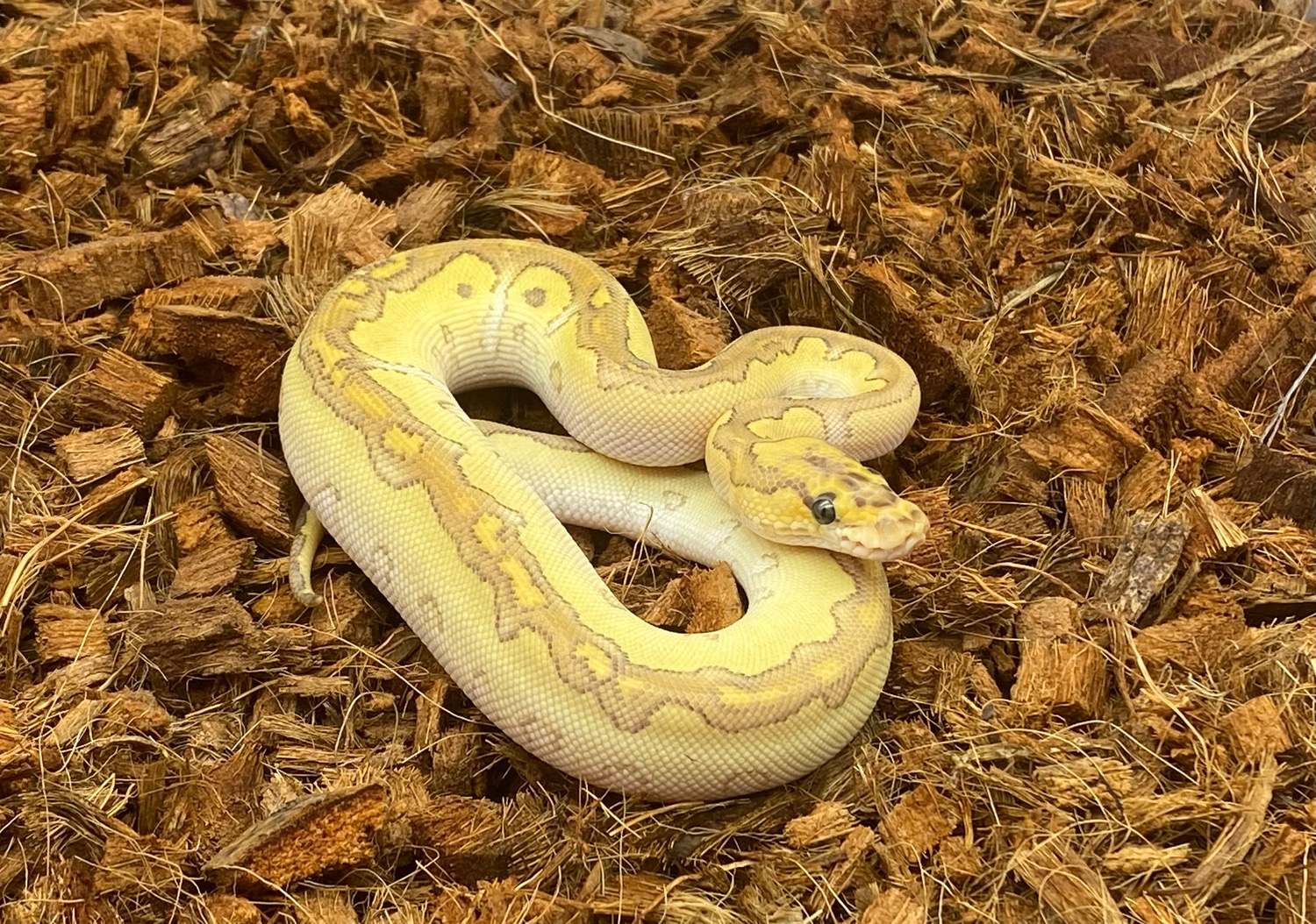 Nuclear Clown Ball Python by Apex Mutations - MorphMarket