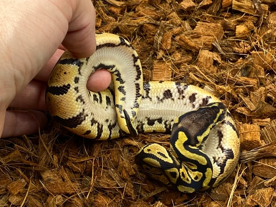 Pastel Het Ultramel 66% Het Pied Ball Python by Apex Mutations