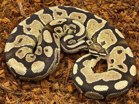 Fire Double Het VPI Axanthic Desert Ghost Ball Python by Apex Mutations
