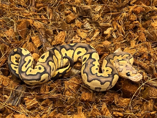 Black Pastel Fire OD Clown Ball Python by Apex Mutations