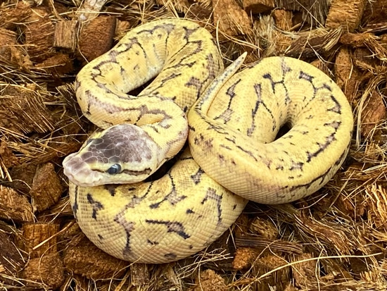 Grim Fire Pinstripe Pastel Pos Yb Pos Super Grim Ball Python by Apex ...