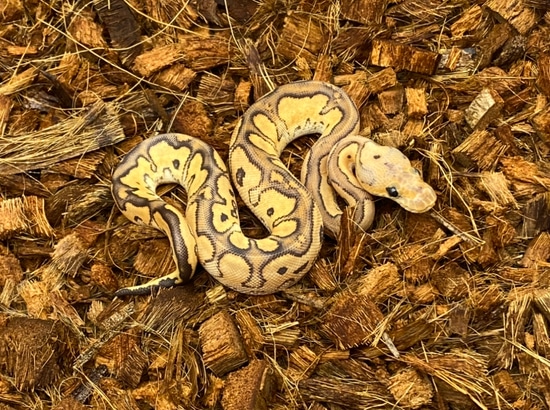 OD Fire Black Pastel Clown Pos Special Ball Python by Apex Mutations