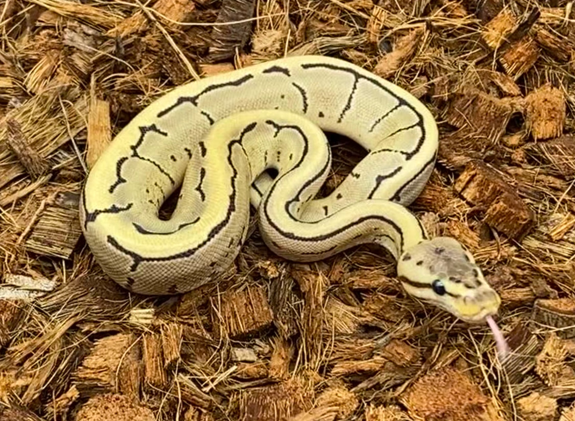 Desert Ghost Fire Pin 66% VPI Axanthic Ball Python by Apex Mutations ...