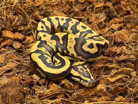 Acid Special Redstripe Fire Pos Yellowbelly Pos Orange Dream 66% Het ...
