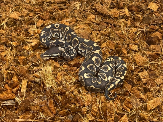 Special GHI Black Pastel Pos Redstripe 66% Het Hypo Pos Het Clown ( Pos ...