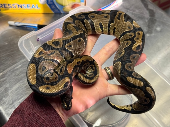 Het Desert Ghost 50% Het Pied (Leopard) Ball Python by Apex Mutations