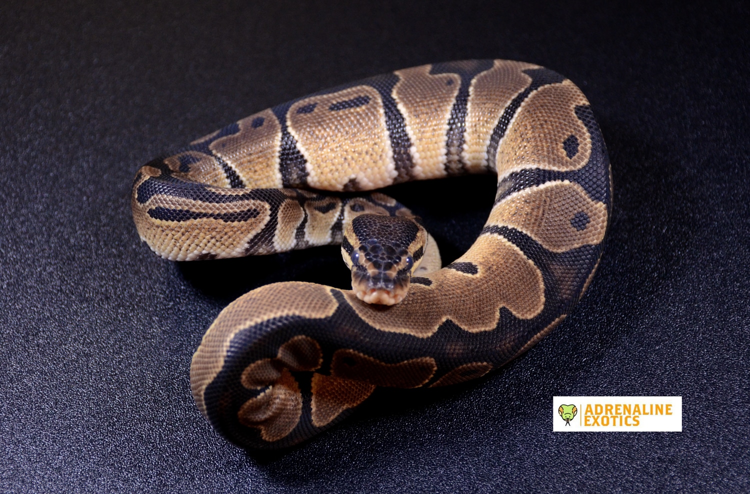 Normal Ball Python by Adrenaline Exotics - MorphMarket