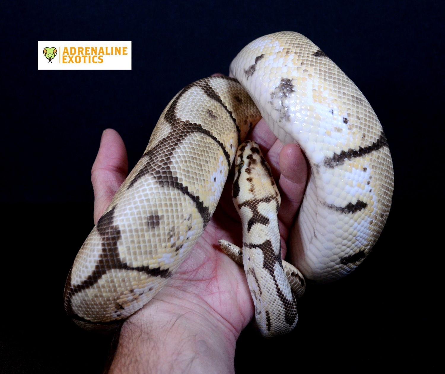 Proven Breeder - Bumble Bee 100% Het Axanthic (VPI) Ball Python by ...