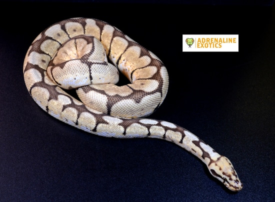 Proven Breeder - Bumble Bee 100% Het Axanthic (VPI) Ball Python by ...