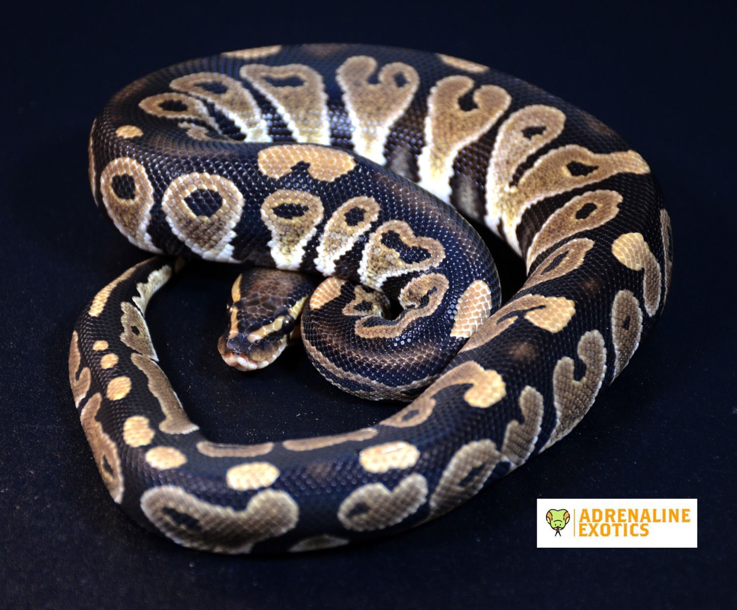 66% Snow Clown Ball Python by Adrenaline Exotics - MorphMarket