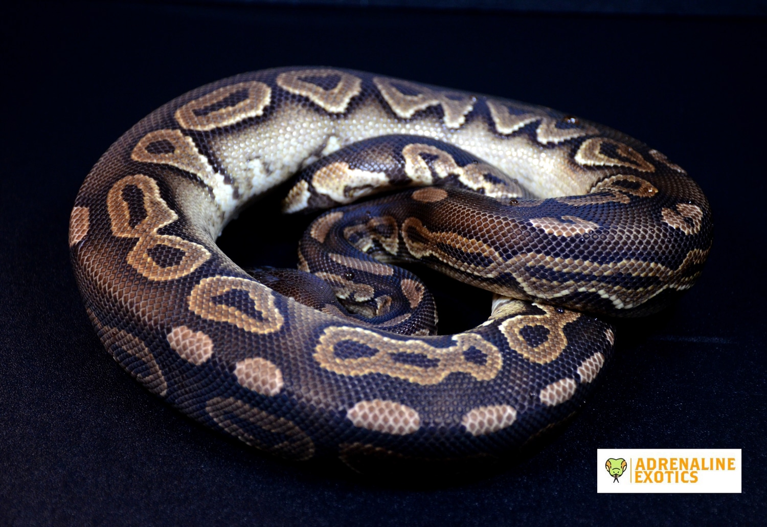 Savannah (Cinnamon Mojave) Ball Python by Adrenaline Exotics - MorphMarket