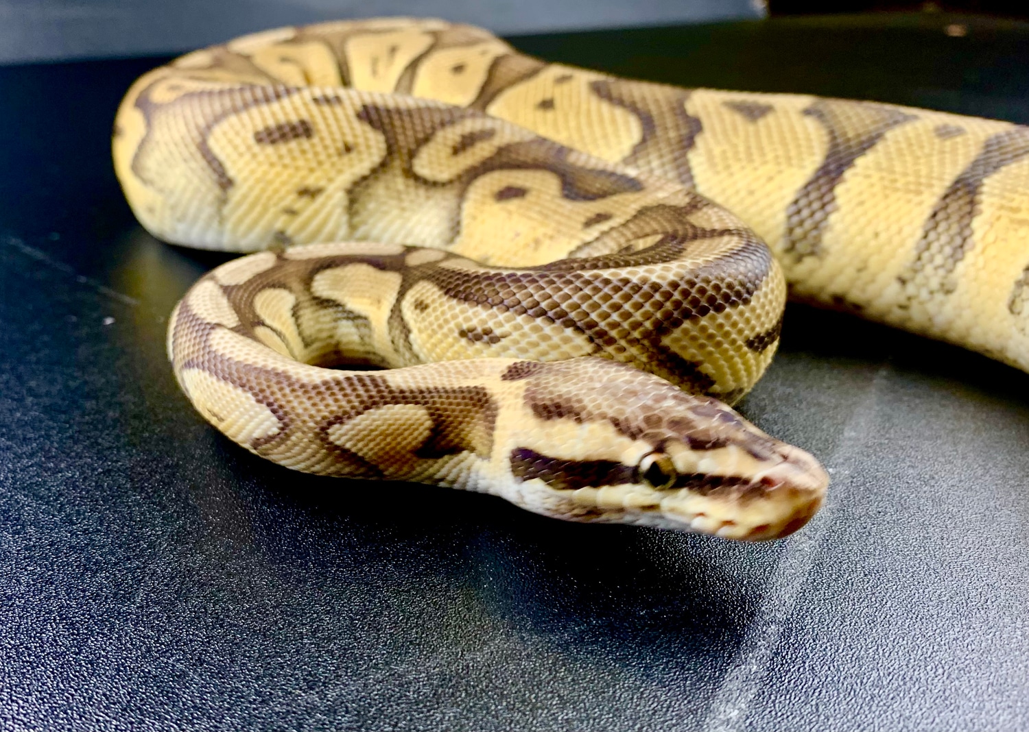 Super Pastel DBL Het Clown Piebald Ball Python by Adrenaline Exotics ...