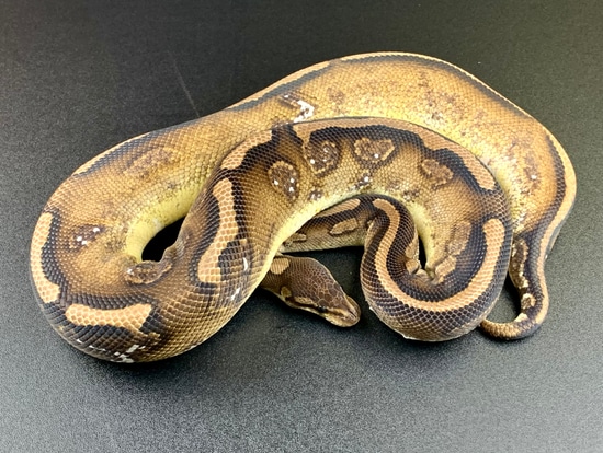 Cinnamon Sugar Ball Python by Adrenaline Exotics