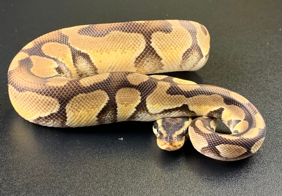 Pastel Enchi DBL Het VPI Axanthic Clown Ball Python by Adrenaline Exotics