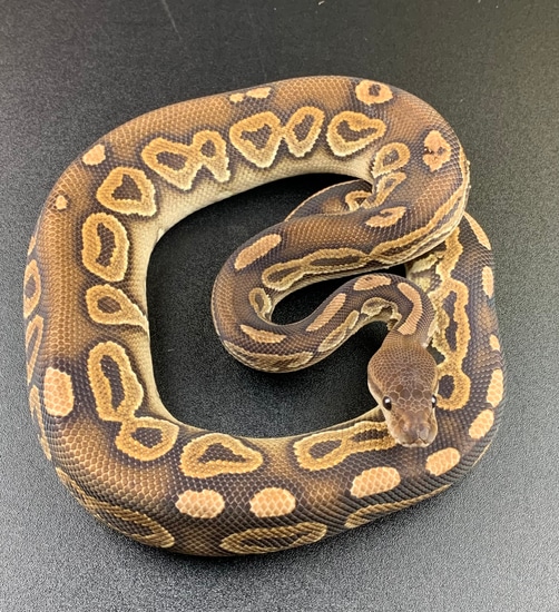 Cinnamon Mojave Ball Python by Adrenaline Exotics