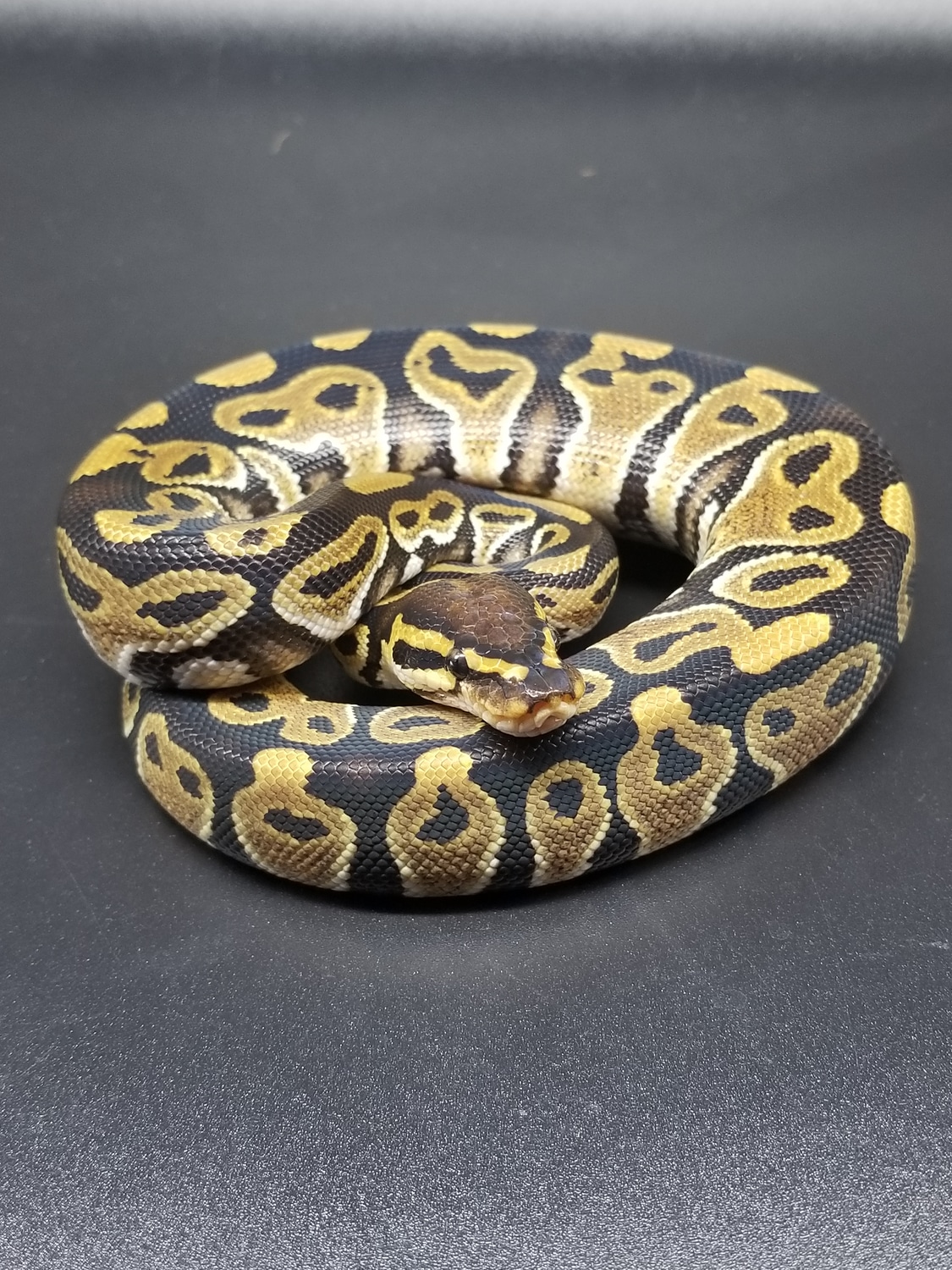 Het Clown Ball Python by A+ Serpents - MorphMarket