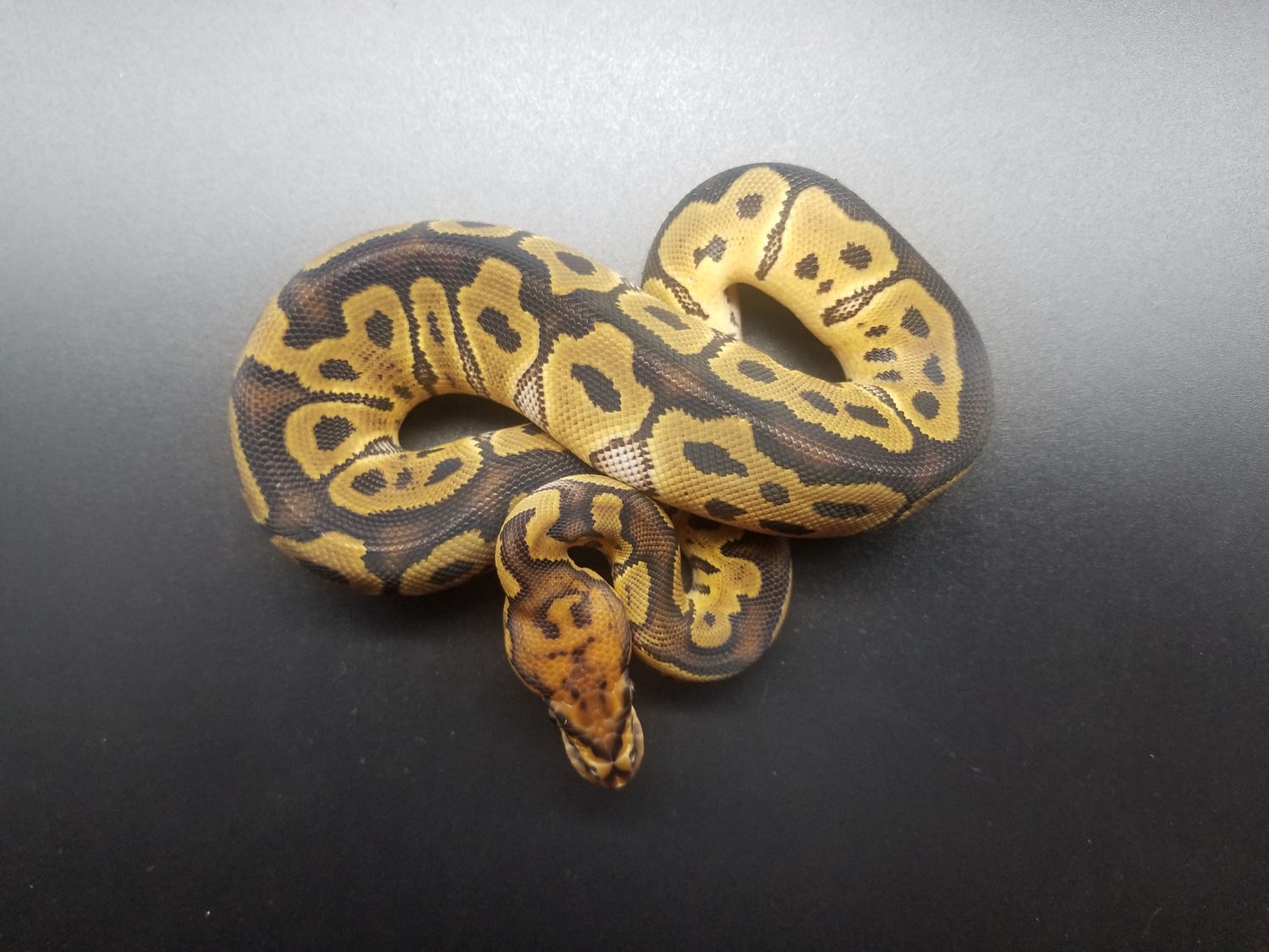 Clown Ball Python by A+ Serpents - MorphMarket