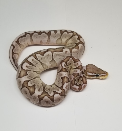 BAMBOO PASTEL AXANTHIC(Vpi) 21-011 Ball Python by A+ Serpents