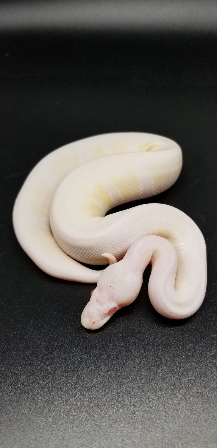 Snow (Vpi) 21-028 Ball Python by A+ Serpents - MorphMarket