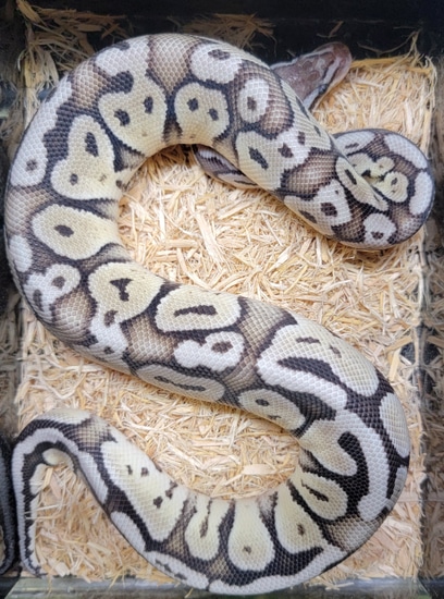 Axanthic Super Pastel 21-007 Ball Python by A+ Serpents