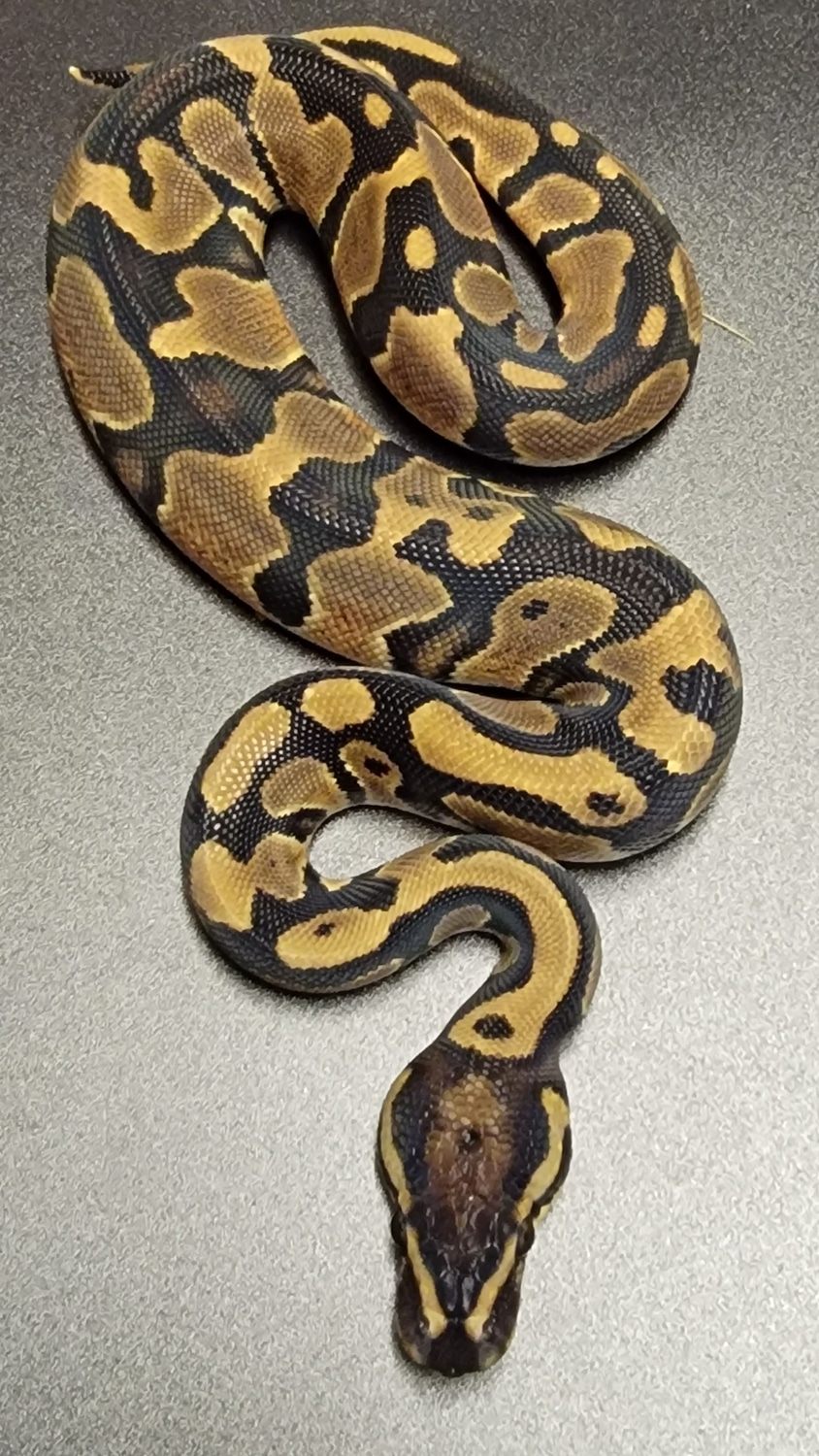 66% Het Piebald Ball Python by A+ Serpents - MorphMarket