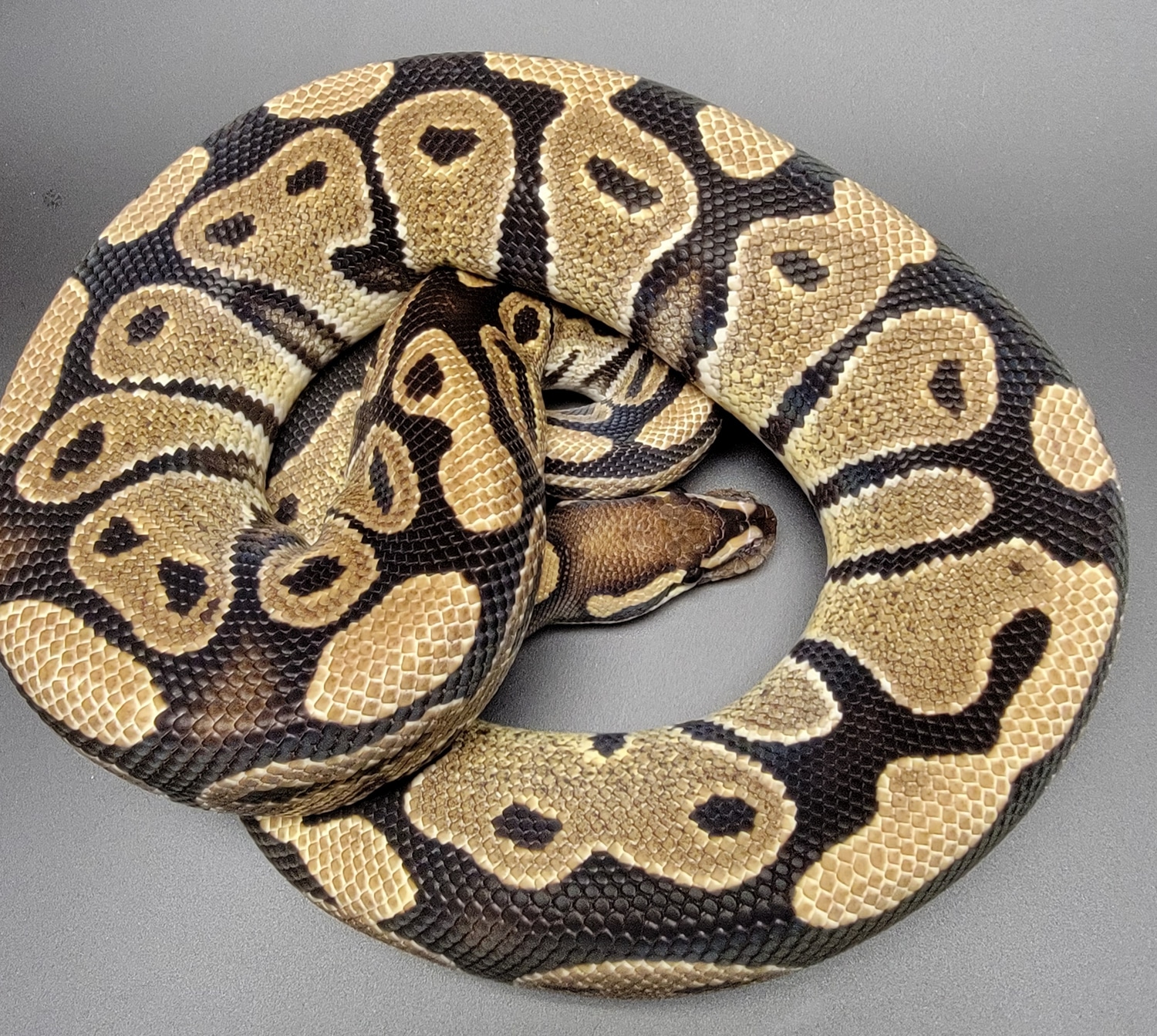 Double Het Snow Ball Python by A+ Serpents - MorphMarket