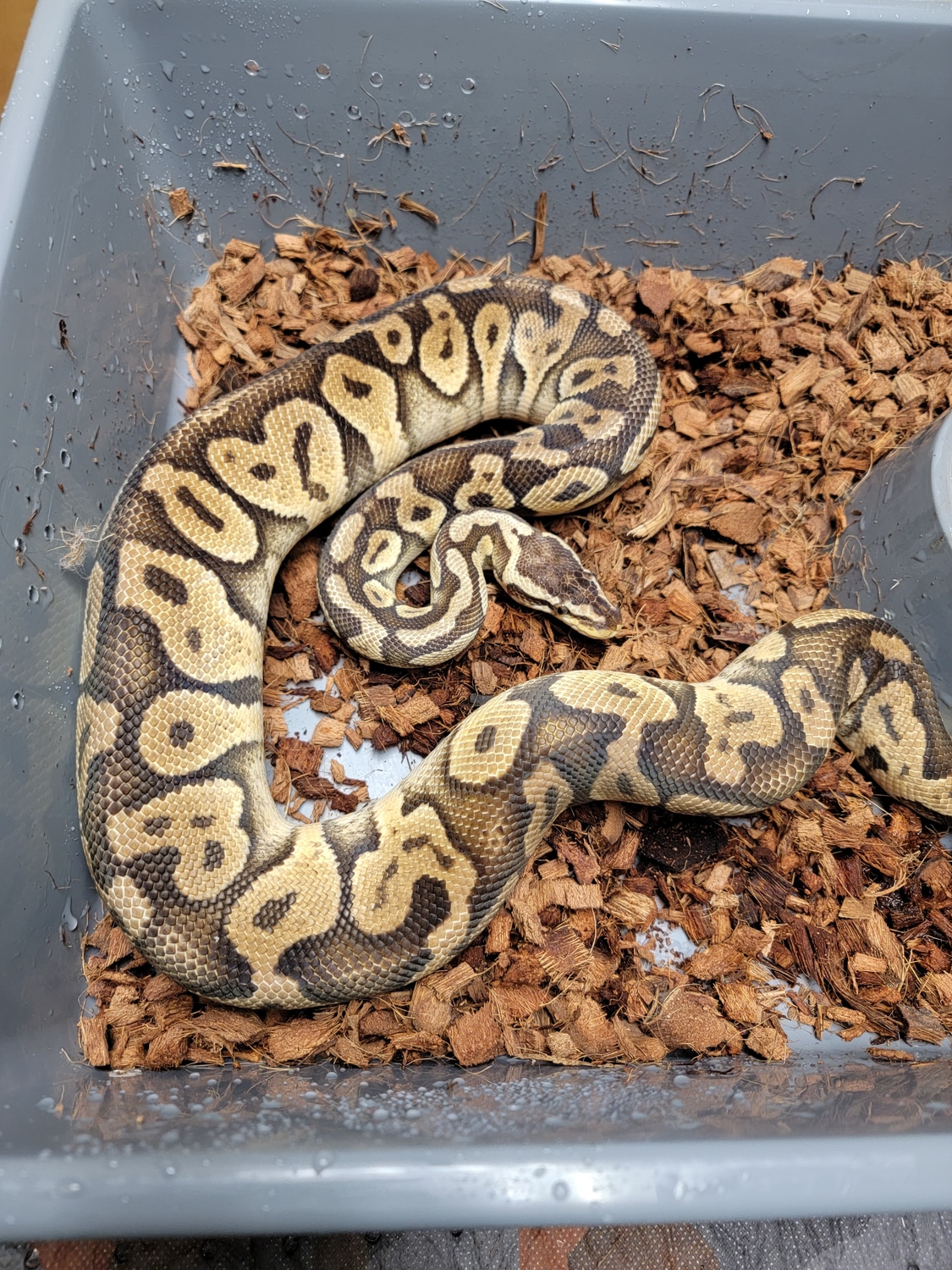 Super Pastel Ball Python by A+ Serpents - MorphMarket
