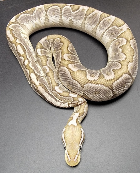 Bamboo Pastel Axanthic(Vpi) 21-013 Ball Python by A+ Serpents